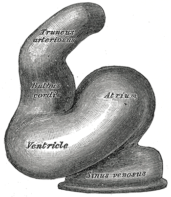 The Adult human Heart Can Be Unfolded to Reveal its Embryo Tubal Form